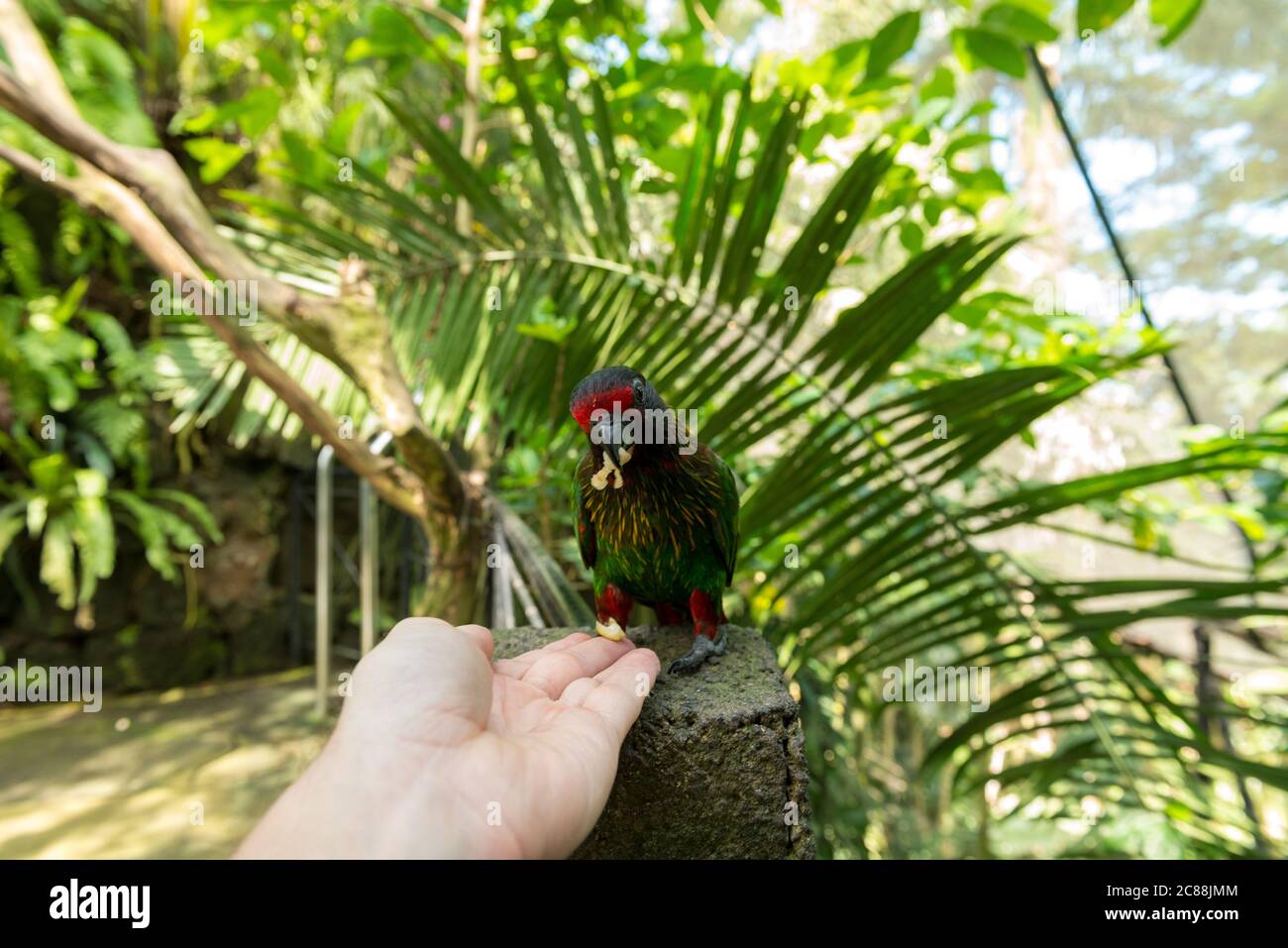 Tourist in Bali bird park Stock Photo - Alamy