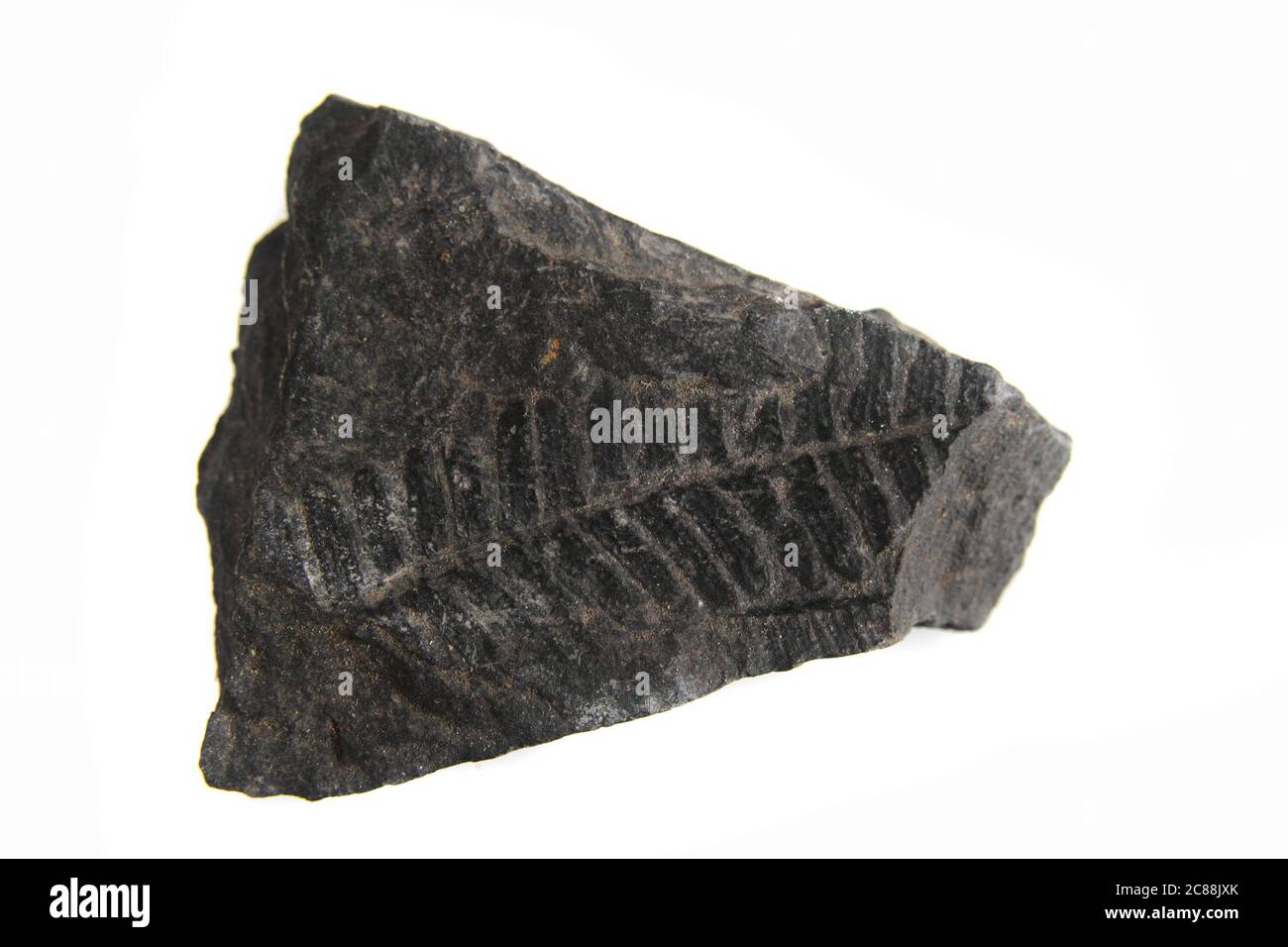 Fossil print in rock hi-res stock photography and images - Alamy