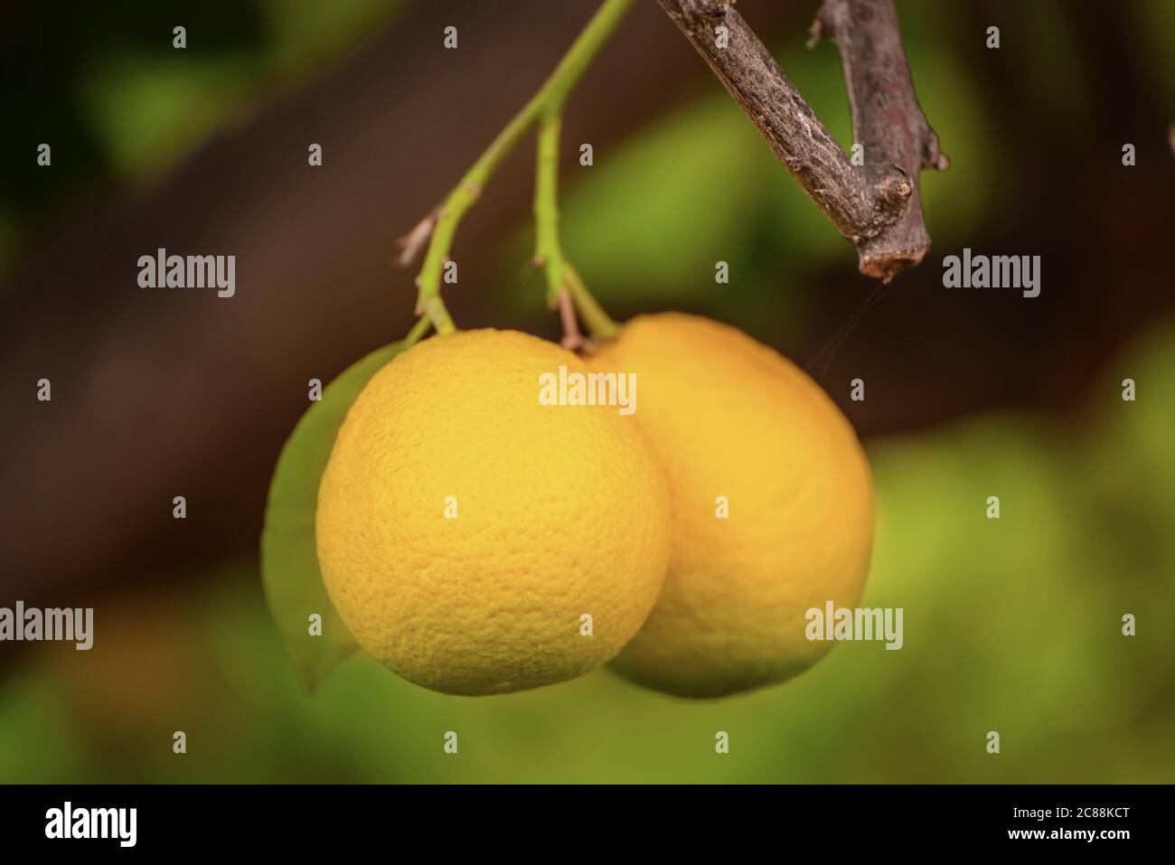 Orange garden with ripening orange fruits on the trees with green ...