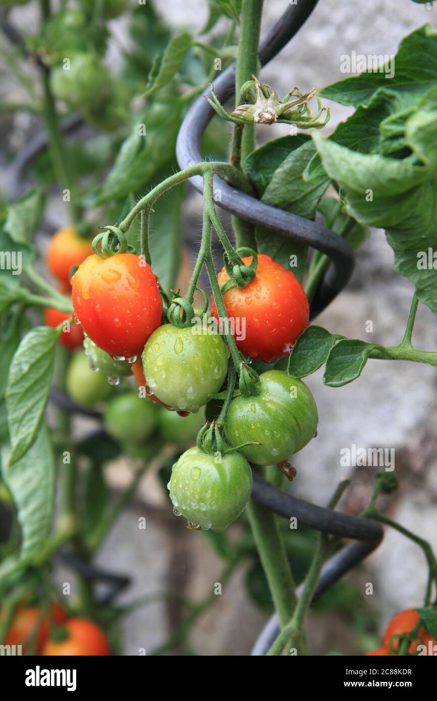 detail from home farm - tomato plants (czech republic Stock Photo - Alamy