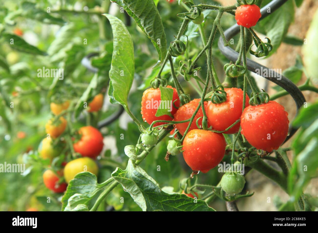detail from home farm - tomato plants (czech republic Stock Photo - Alamy