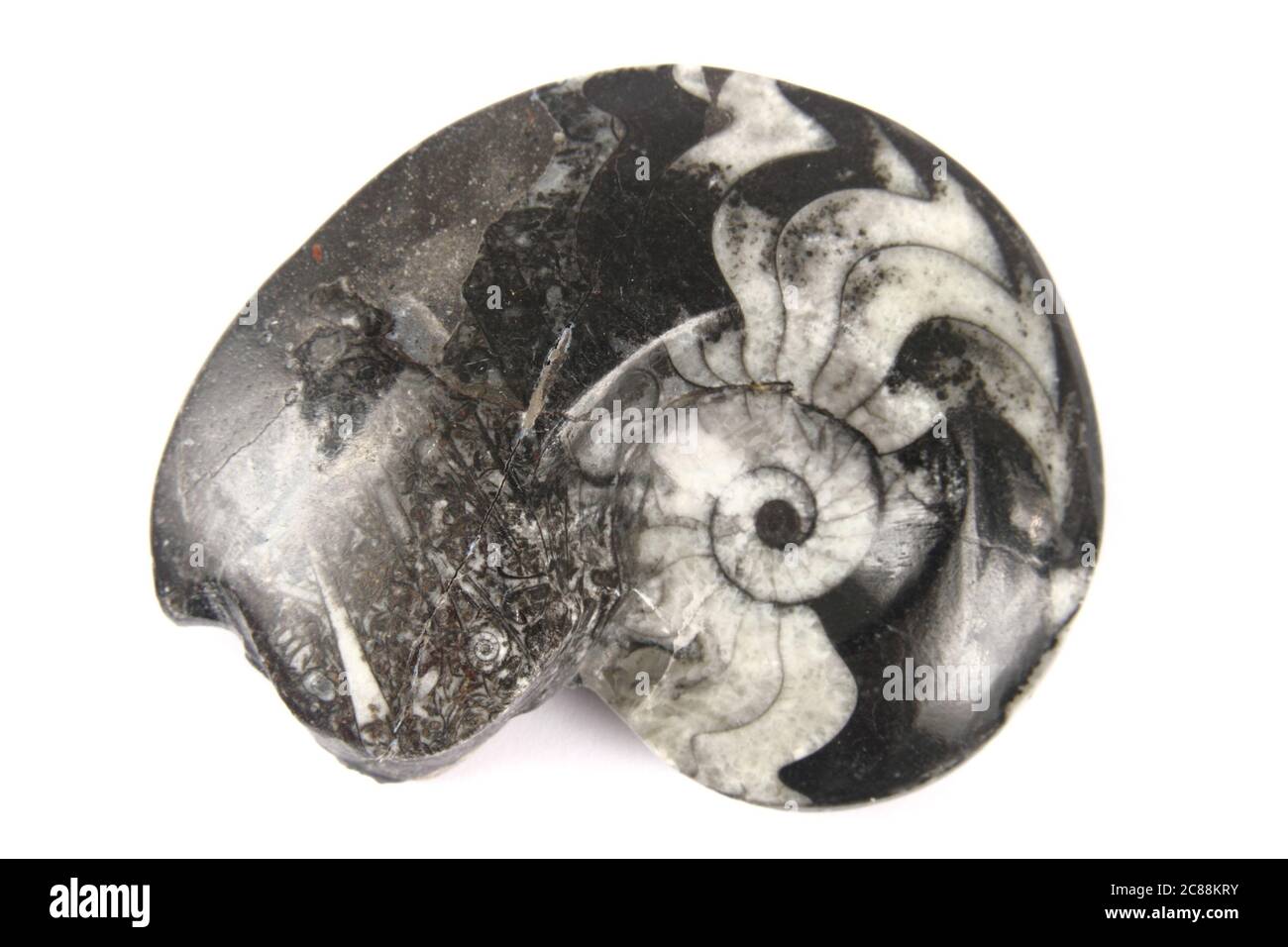 Natural amonite fossil texture Cut Out Stock Images & Pictures - Alamy