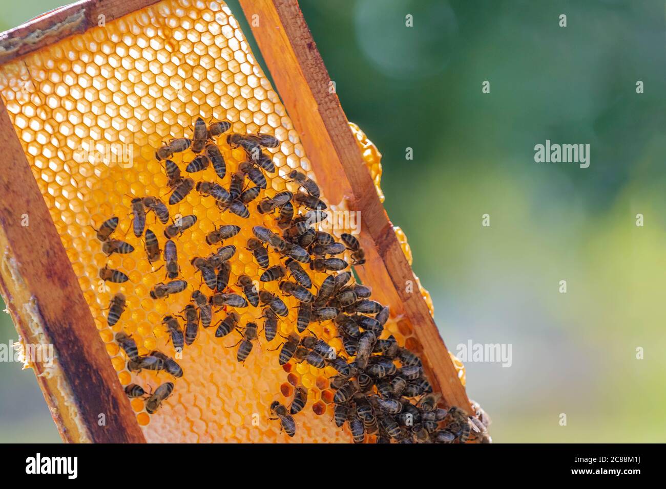 Frame of golden beehive with bees and green nature copy space. Honey ...