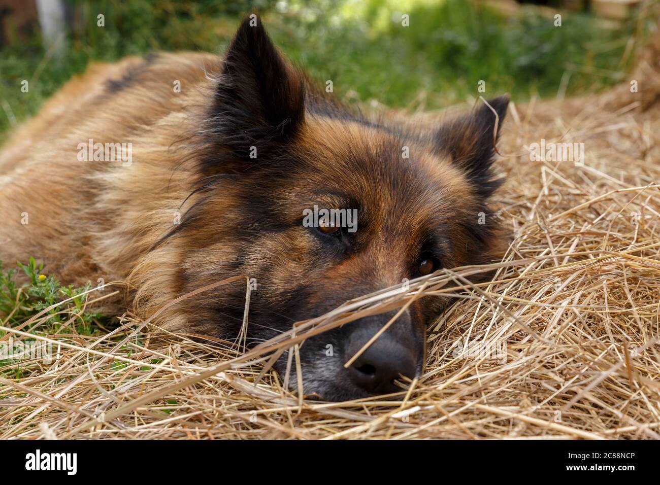 German shepherd dog lies in the hay. Sad dog Stock Photo - Alamy