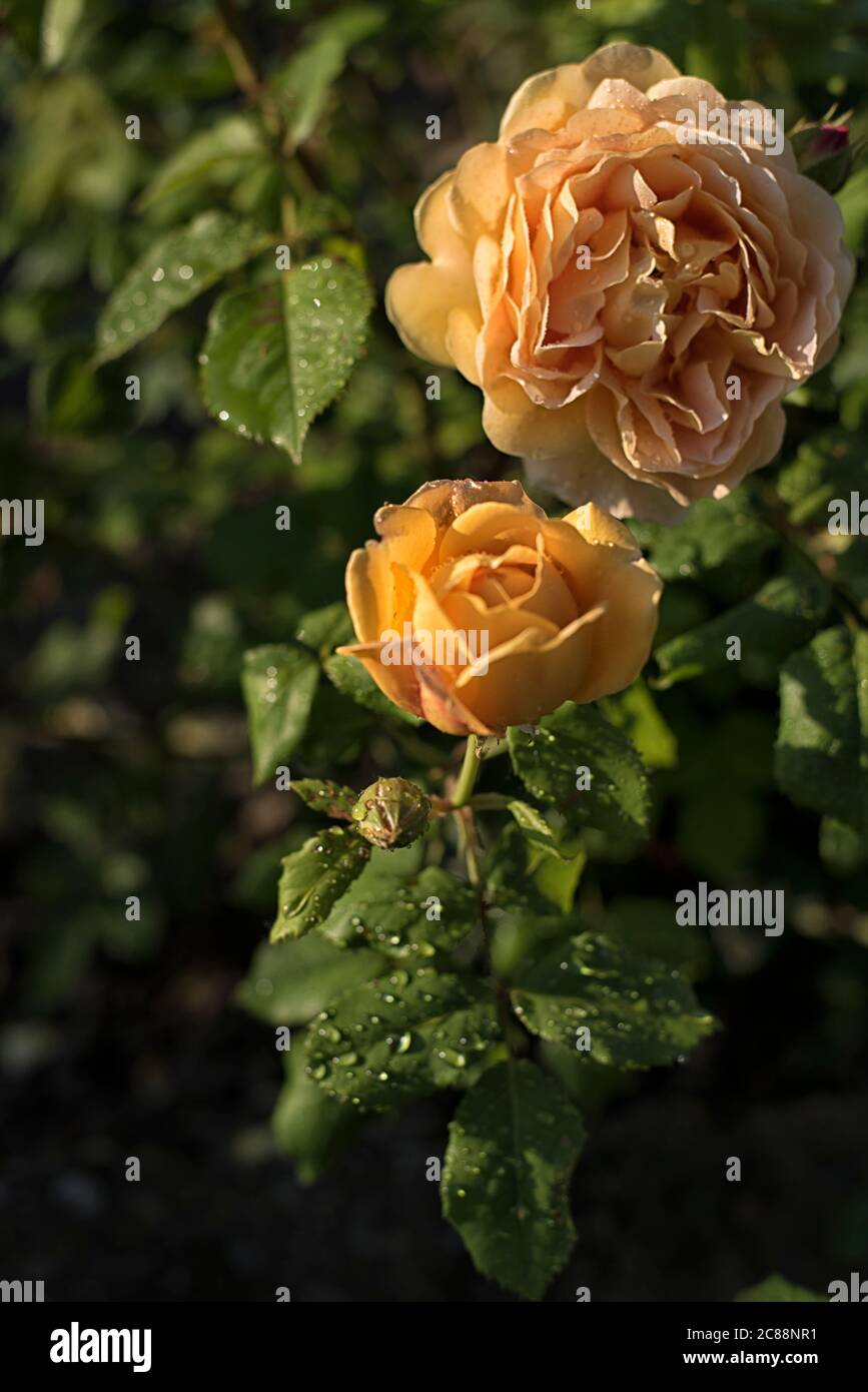 Beige roses hi-res stock photography and images - Alamy