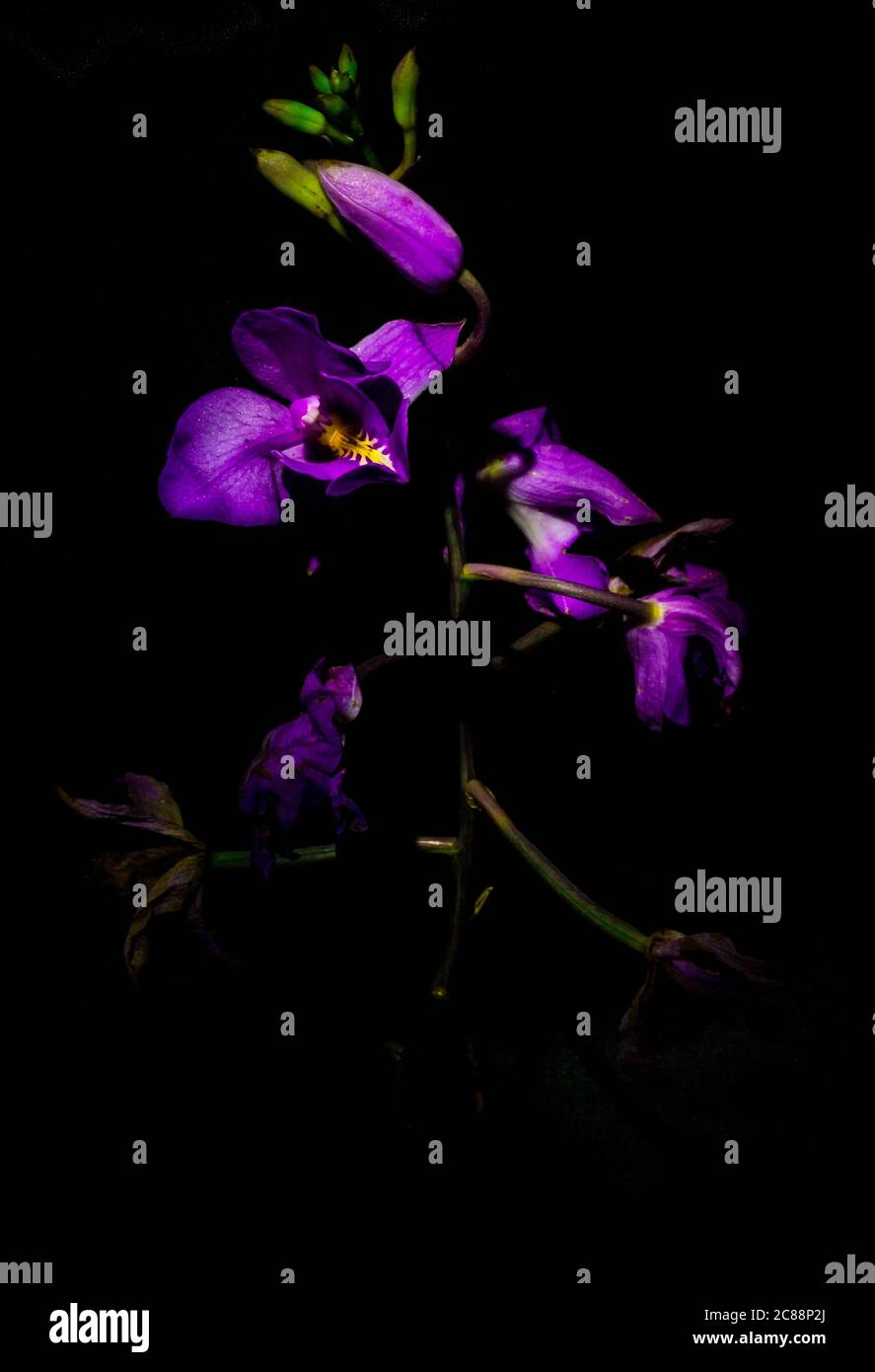 Amazon Jungle Flower High Resolution Stock Photography and Images - Alamy