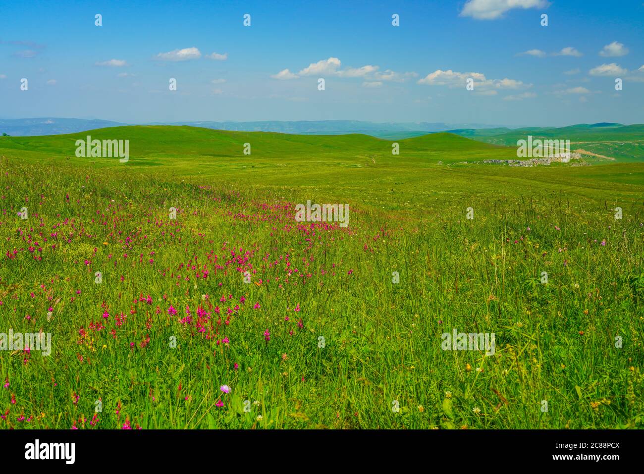 Caucasus mountain flower hi-res stock photography and images - Alamy