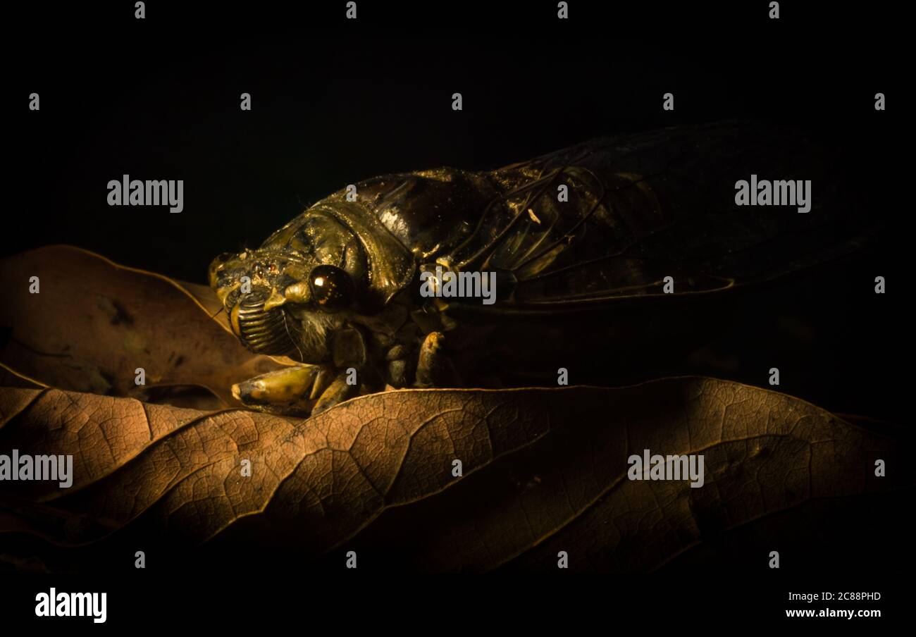 Empty Cicada moult shell on a leaf, Amazon Jungle, Madre de Dios ...
