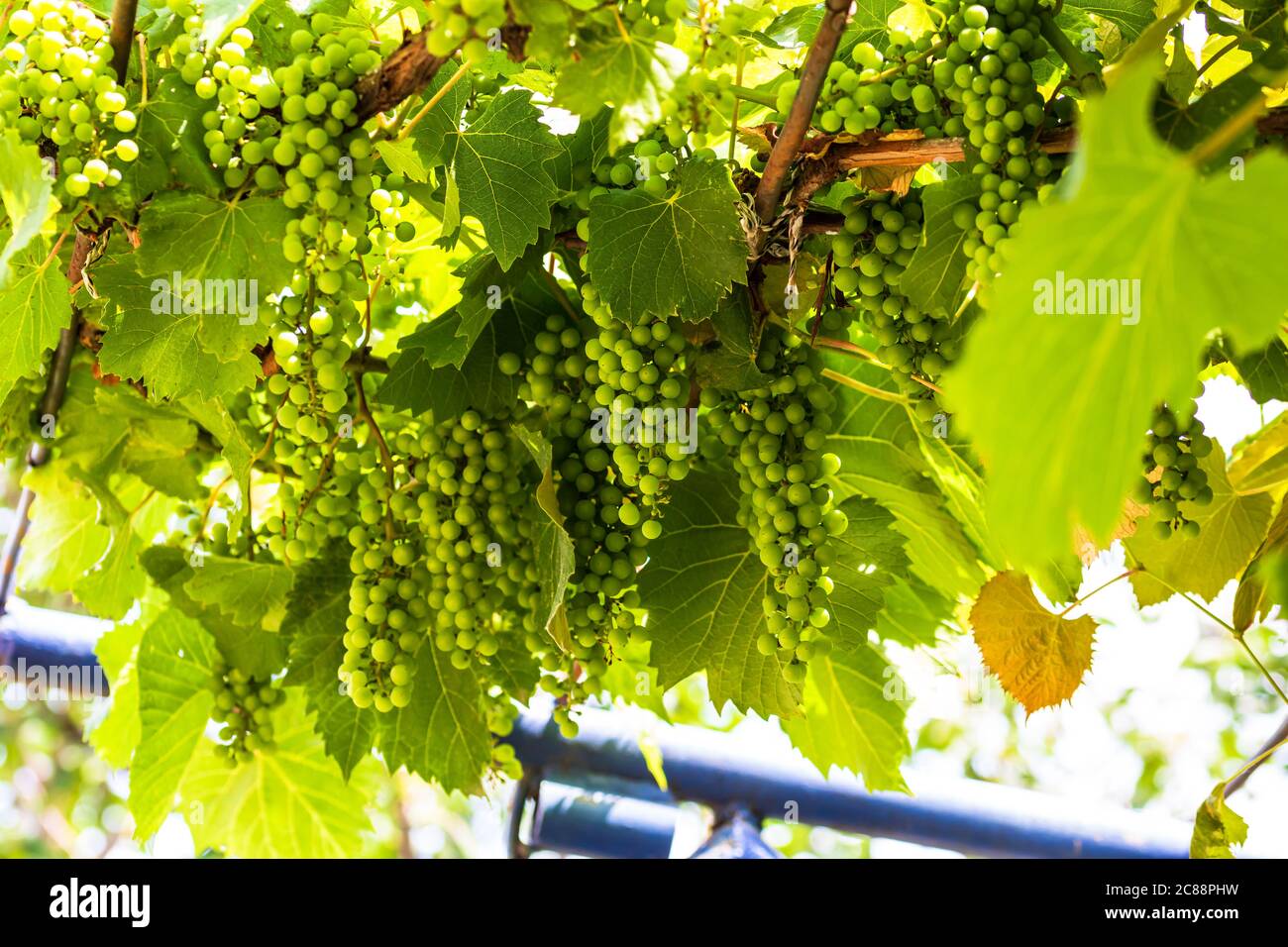 Grape strings hi-res stock photography and images - Alamy