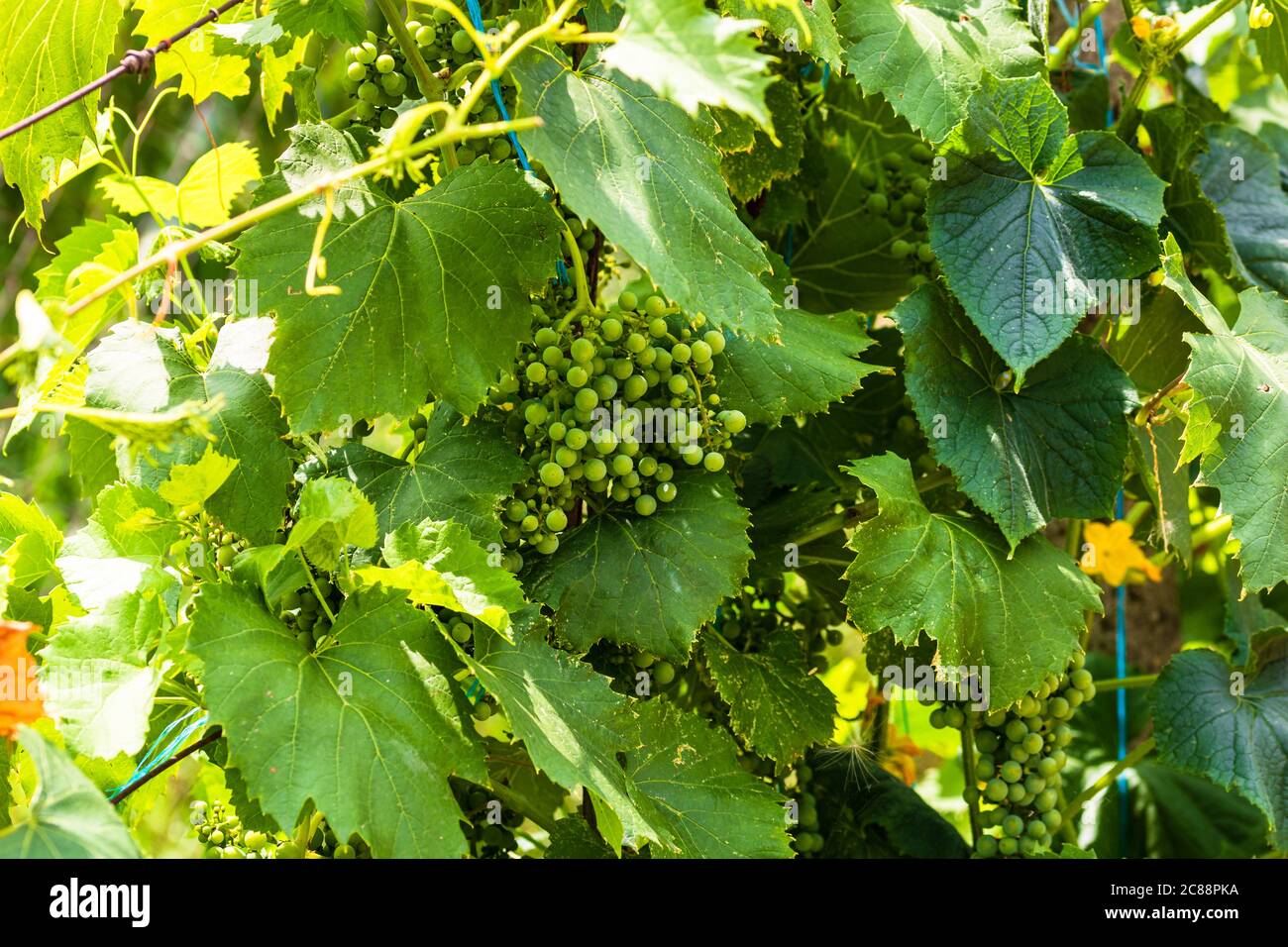 Unripe green grapes isolated growing in vineyard Stock Photo - Alamy