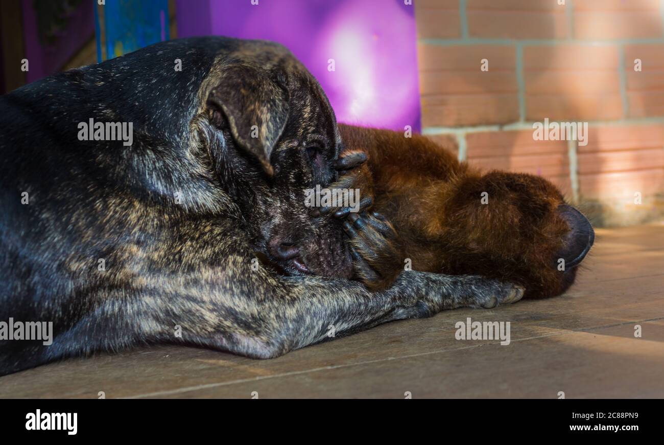 Black and brown dog lying playing with a brown howler monkey, Amazon ...