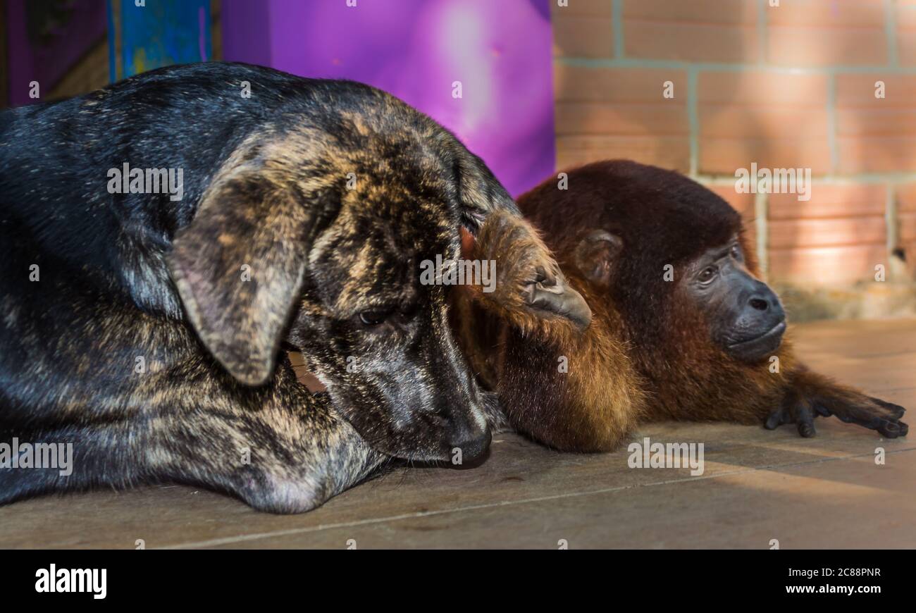 Black and brown dog lying playing with a brown howler monkey, Amazon ...
