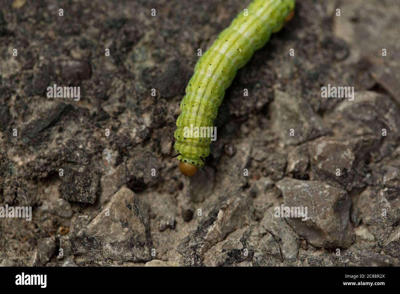 Rosy maple moth caterpillar hi-res stock photography and images - Alamy