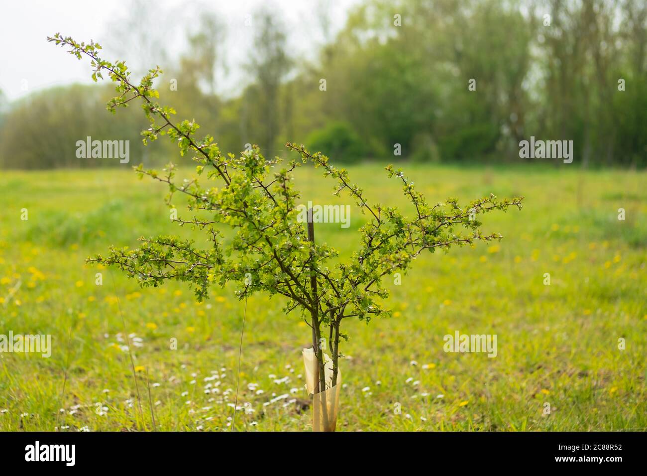 Young sapling seen planted in a large nature reserve during late spring ...