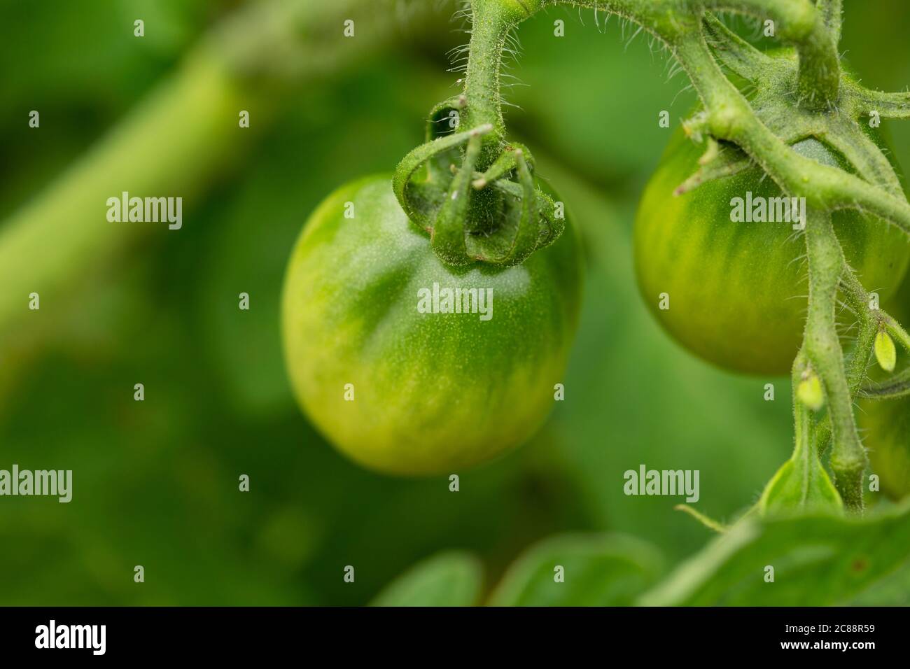 Couple of unripened tomatoes hanging on a vine Stock Photo - Alamy