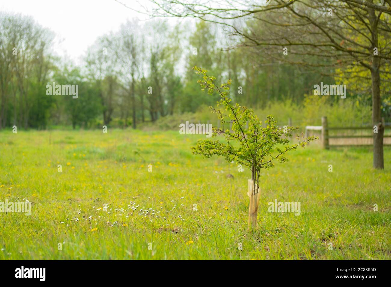 Young sapling seen planted in a large nature reserve during late spring ...