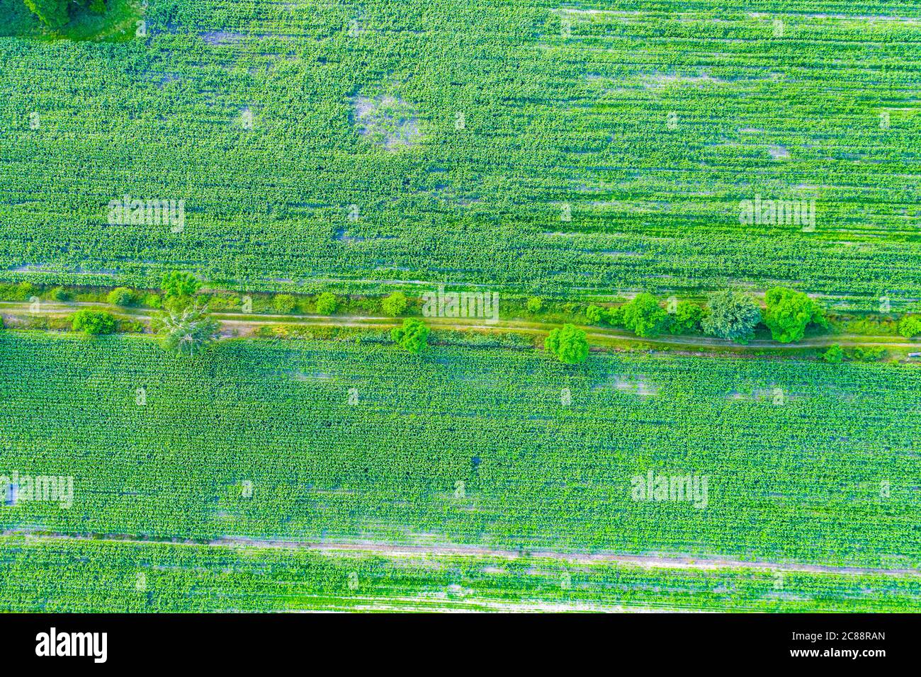 Abstract geometric shapes of agricultural parcels of different crops in ...
