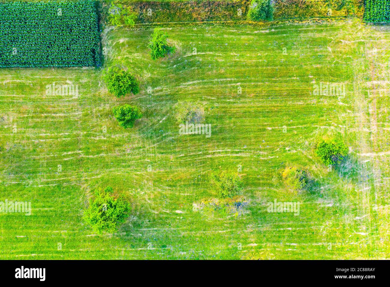 Vertical stripes of agricultural parcels of different crops. Aerial ...