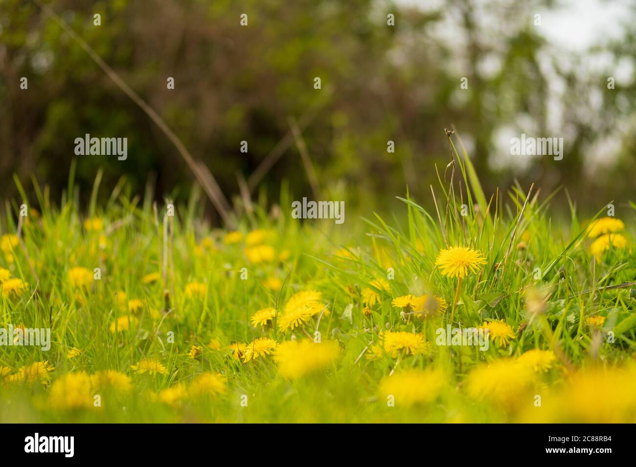 Ground level scenic of wild growing dandelions seen in a late spring ...