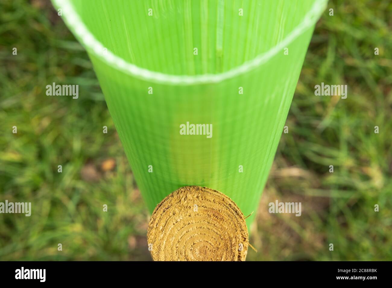 Young tree with a tree protection tube hi-res stock photography and ...