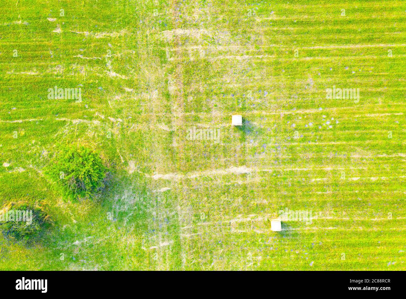 Vertical stripes of agricultural parcels of different crops. Aerial ...