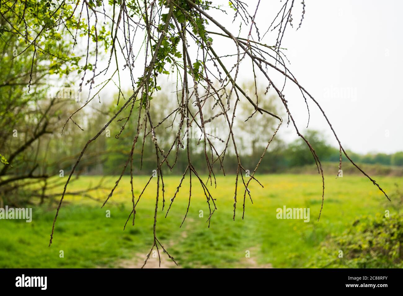 Shallow focus of a weeping small tree branch seen at the entrance to a ...