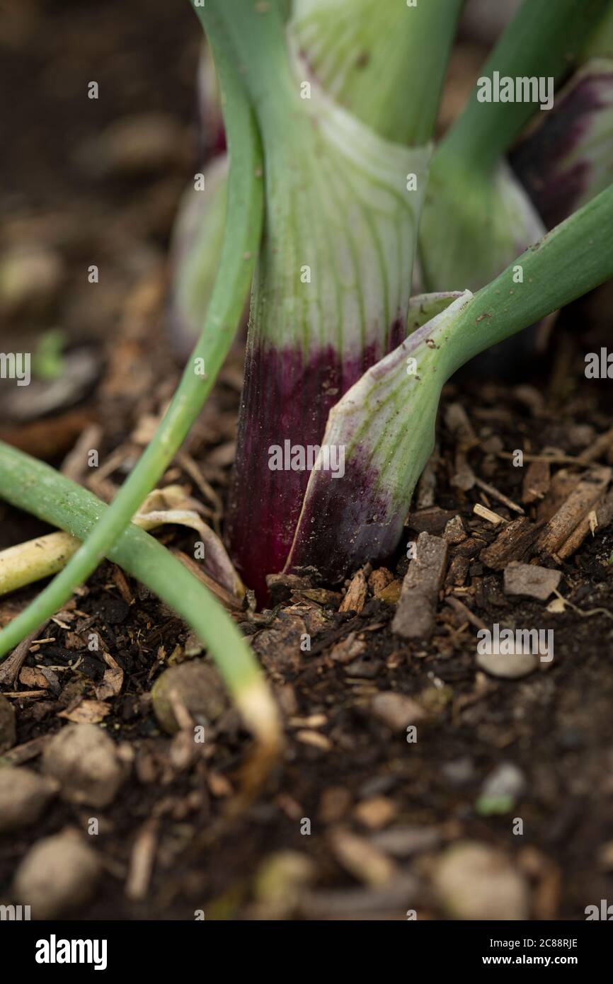 Red onion growing and planted in a home garden Stock Photo - Alamy