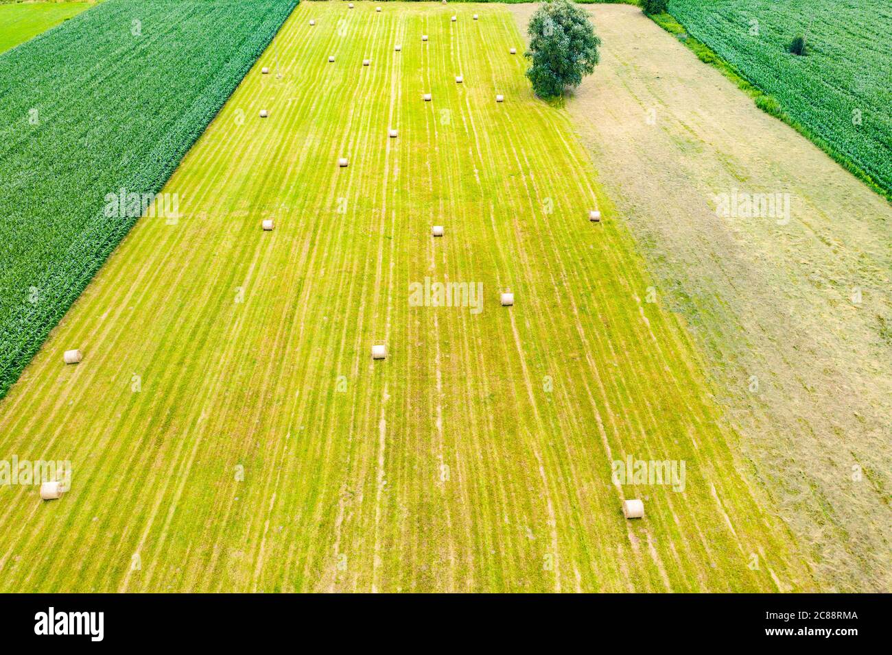 Aerial top view photo from flying drone of a land with sown green ...