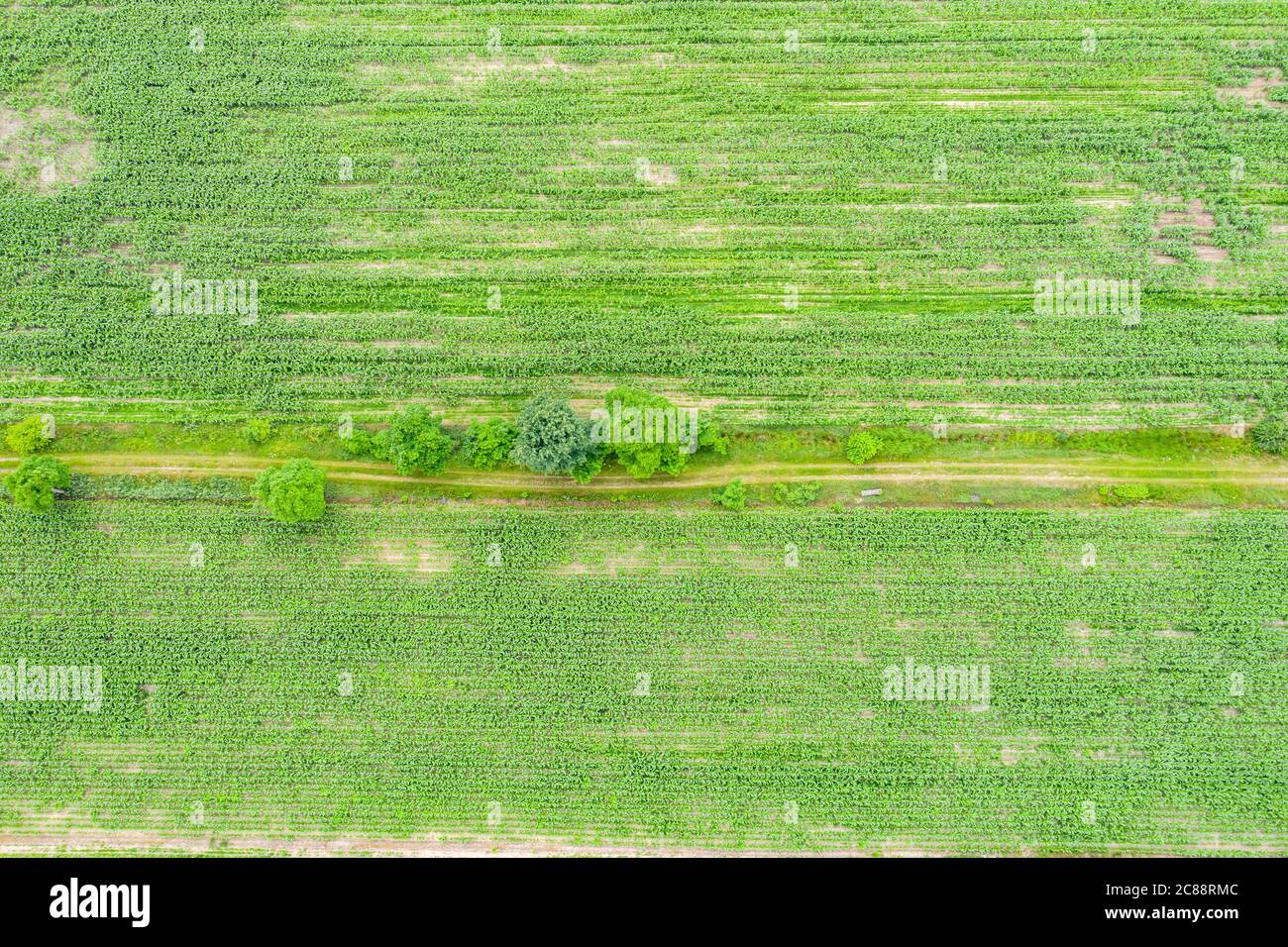 Green abstract image of diagonal lines from different crops in field in ...