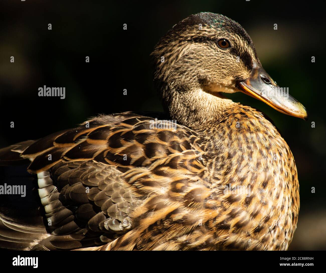 Female mallard sitting and resting on Welsh canalside Stock Photo - Alamy