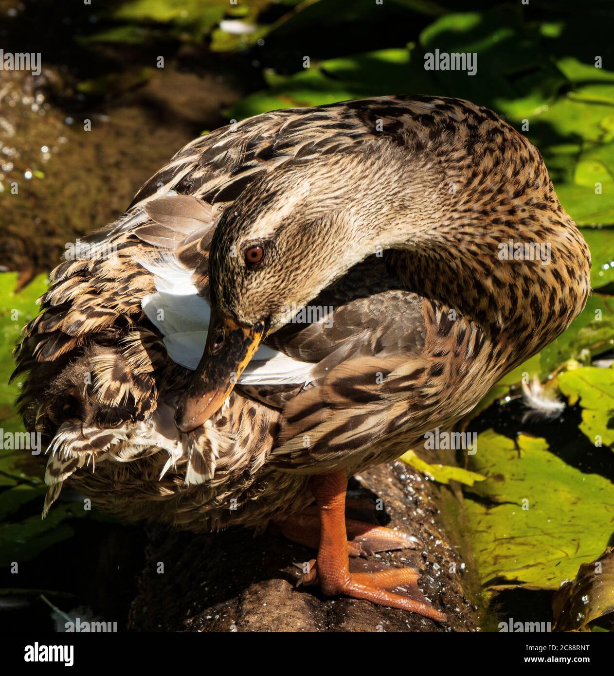 Mallard preening hi-res stock photography and images - Alamy