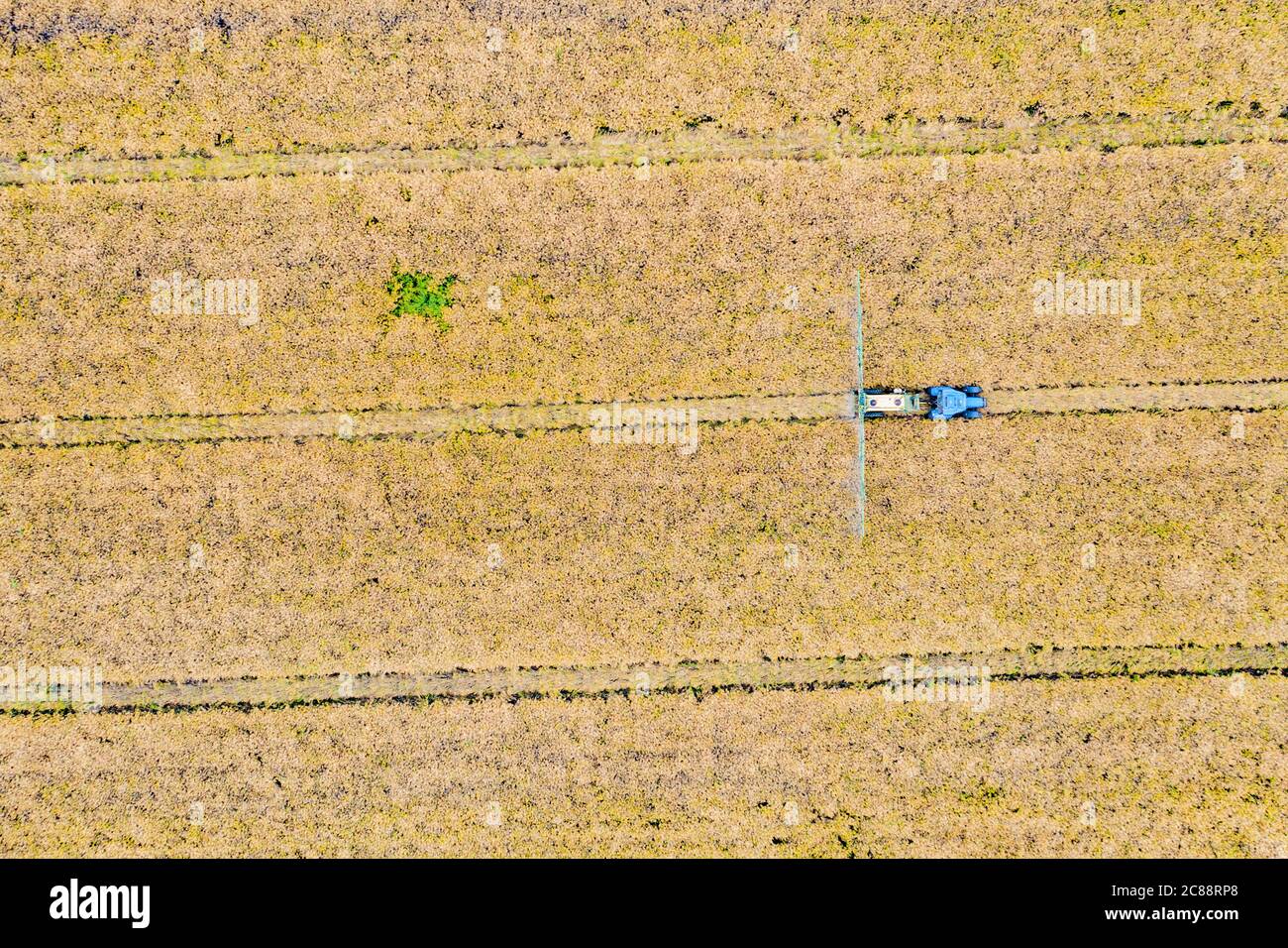 Aerial top view photo from flying drone of a land with sown green ...