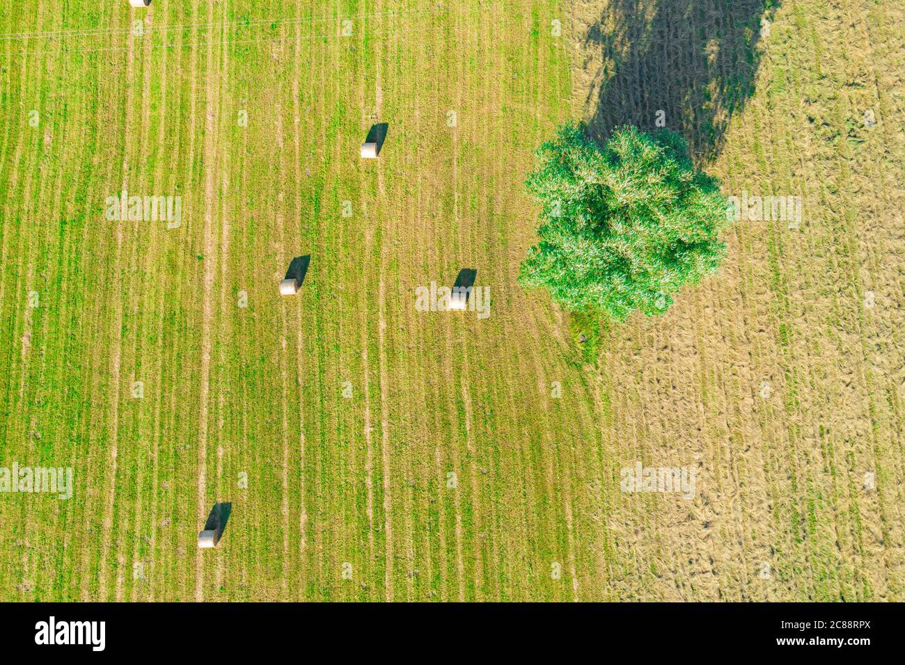 Aerial top view photo from flying drone of a land with sown green ...