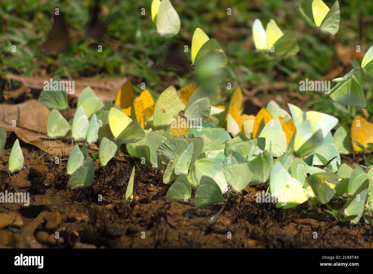 A swarm of butterflies sitting on the ground and flying away, Amazon ...