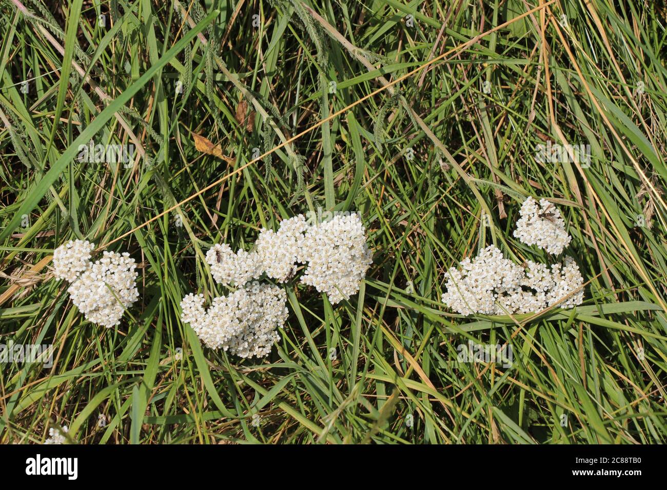 yarrow seen in Jinonice, Prague, Czech Republic Stock Photo - Alamy