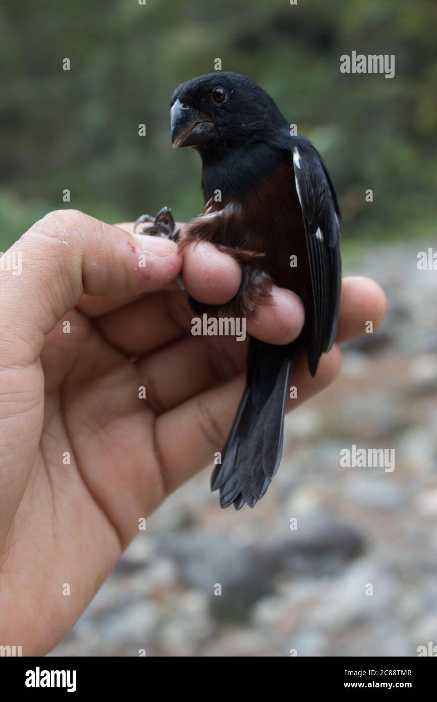 Small Chestnut-bellied seed-finch (oryzoborus angolensis) bird, lying ...