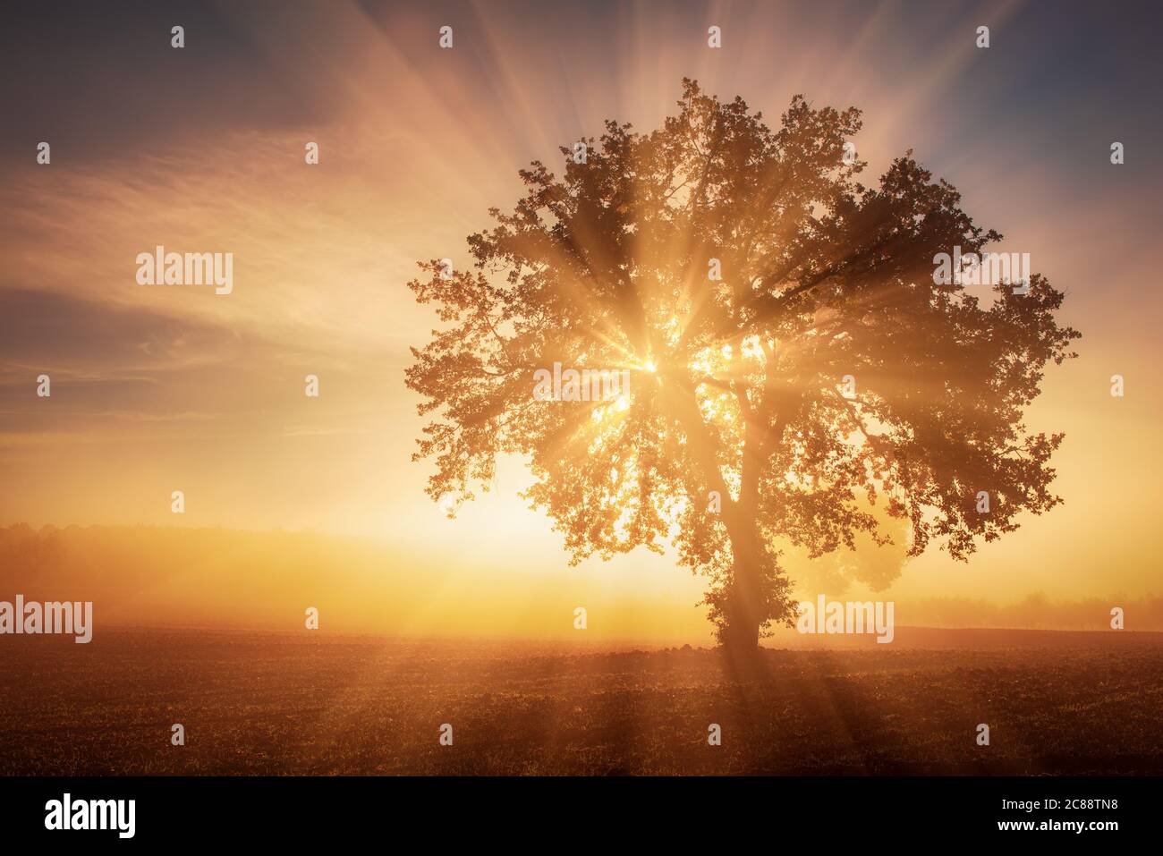 Single olive tree in the beautiful sunny fog at sunrise, natural ...