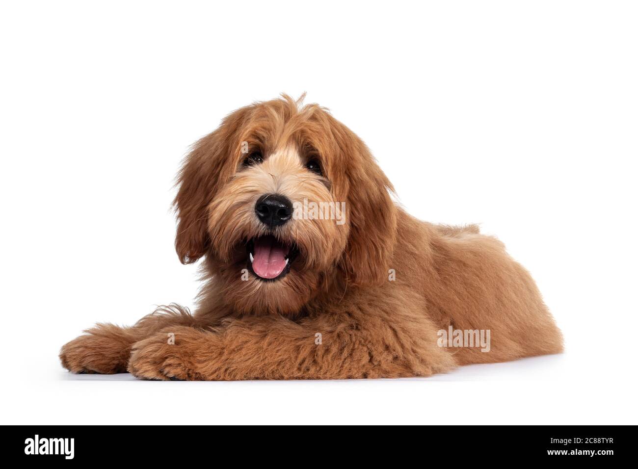 Cute red / abricot Australian Cobberdog / Labradoodle dog pup, laying ...