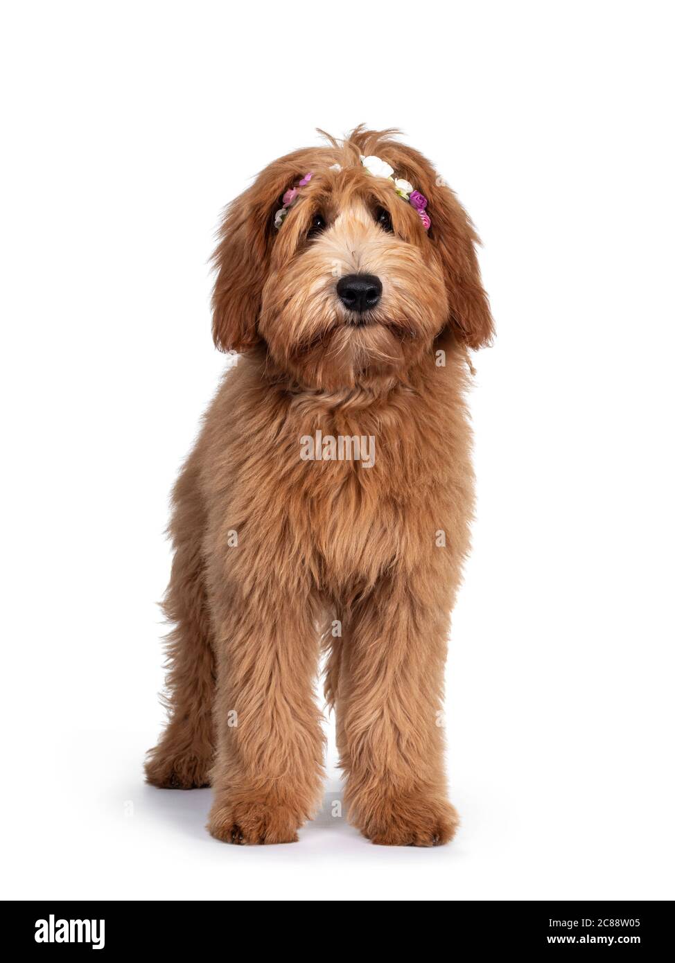 Cute red / abricot Australian Cobberdog / Labradoodle dog pup, laying ...