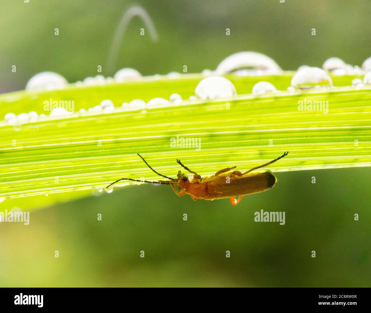 Sheltering from rain hi-res stock photography and images - Alamy