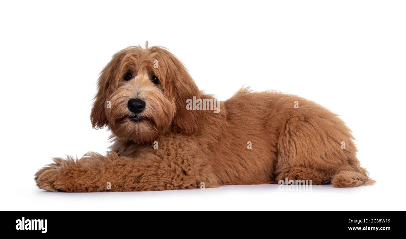 Cute red / abricot Australian Cobberdog / Labradoodle dog pup, laying ...