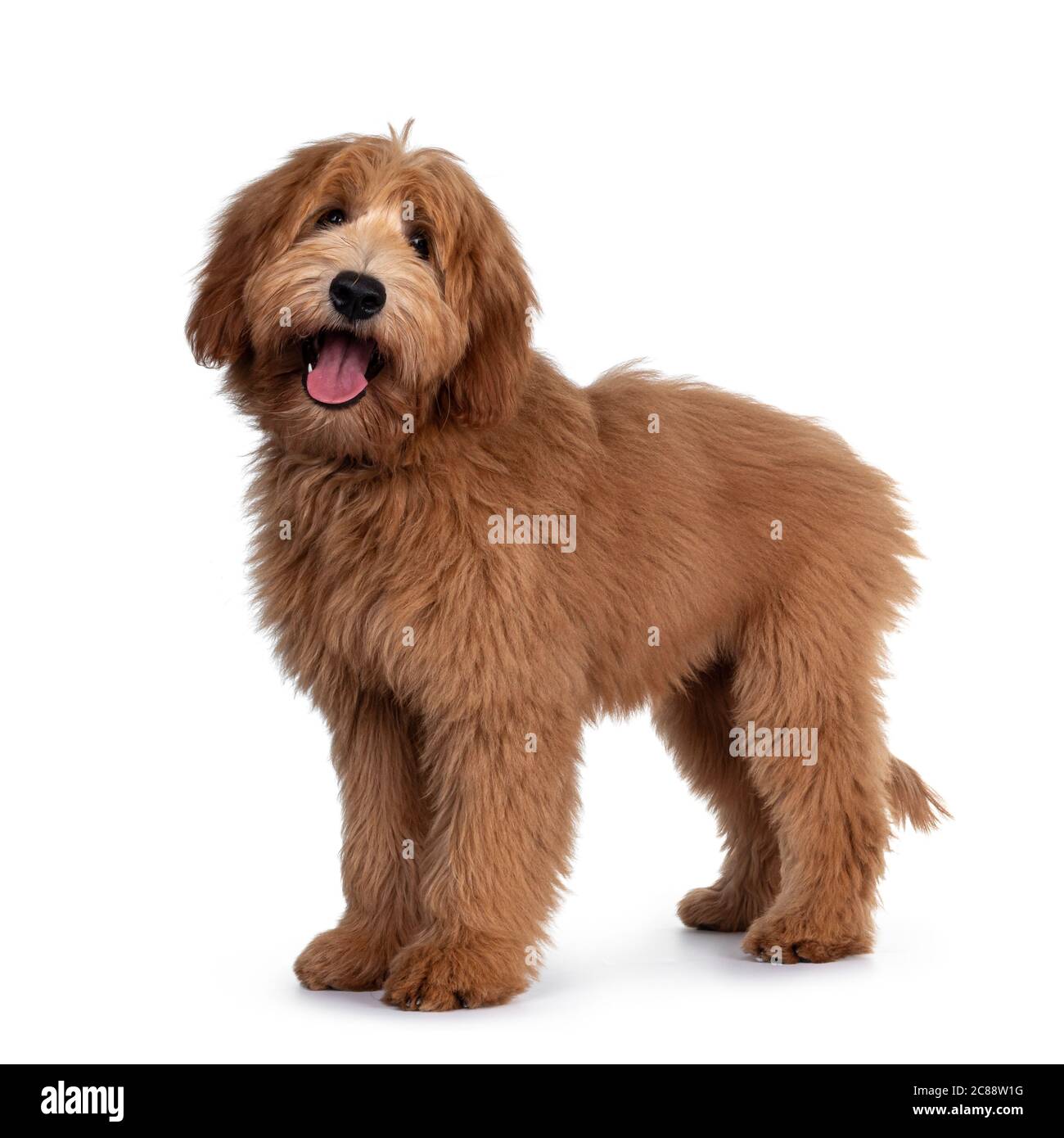 Cute red / abricot Australian Cobberdog / Labradoodle dog pup, standing ...