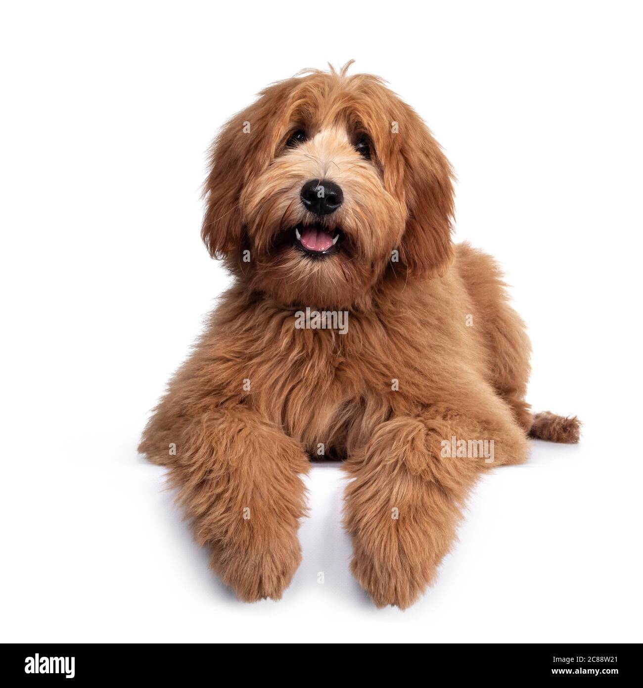 Cute red / abricot Australian Cobberdog / Labradoodle dog pup, laying ...