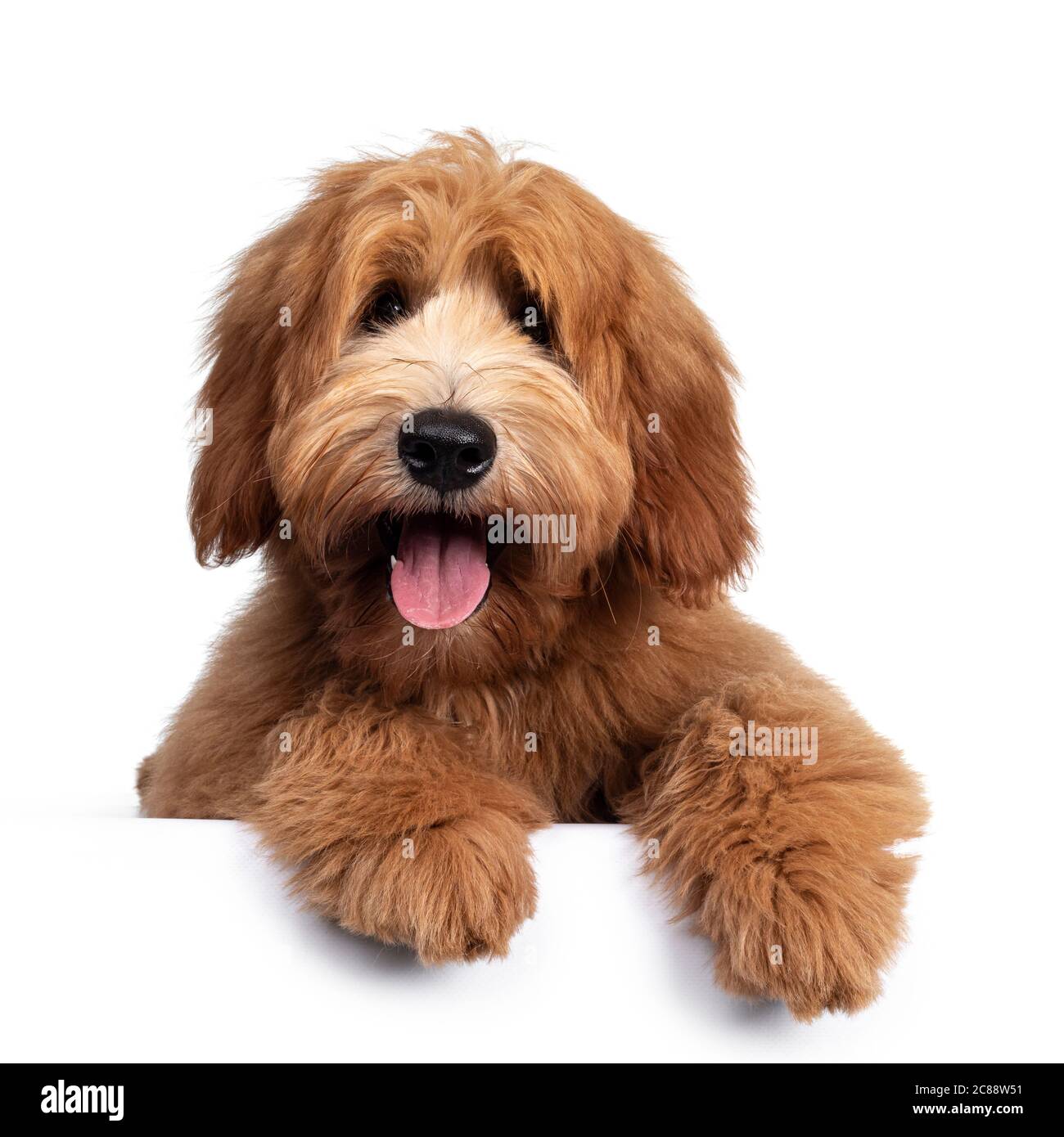 Cute red / abricot Australian Cobberdog / Labradoodle dog pup, laying ...
