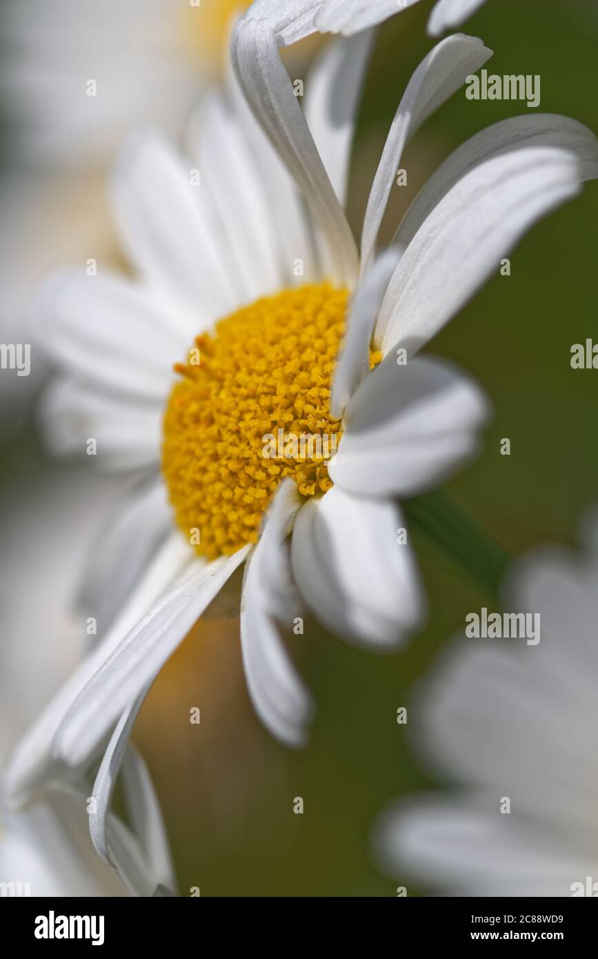 Side close-up view of single daisy flowers with white petals. Macro ...