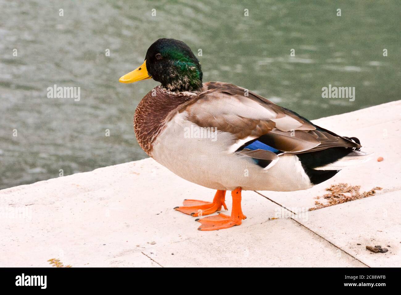 Photo Picture of a Beautiful Water Bird Duck Stock Photo - Alamy