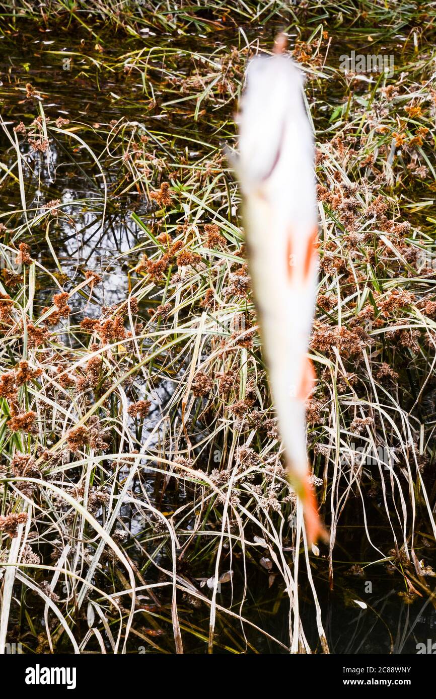 photo Picture of a Fish Catched by a Fisherman Stock Photo - Alamy