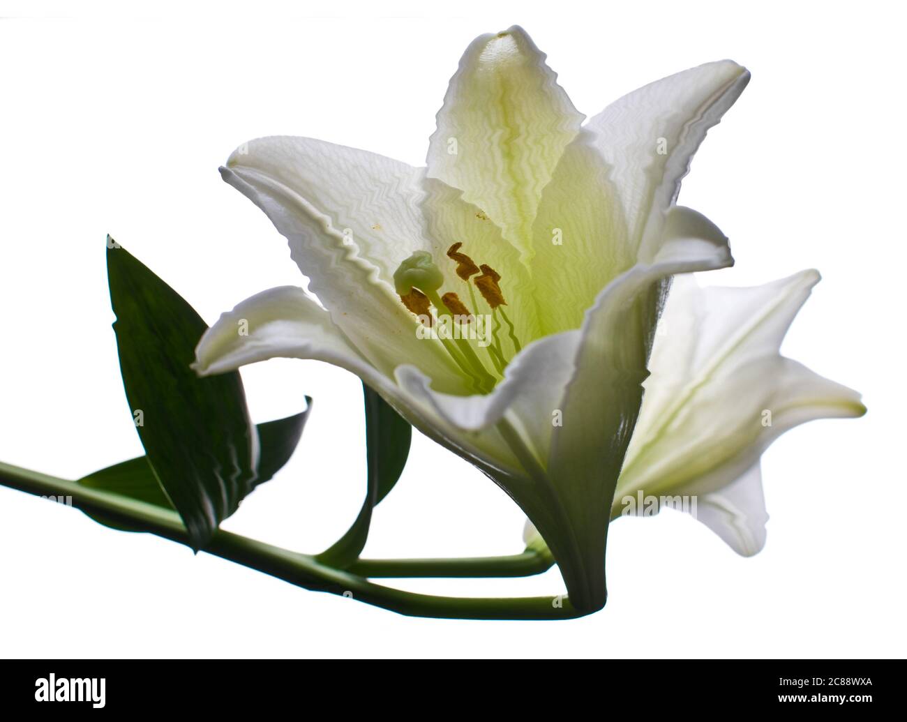 Lilly flower closeup Stock Photo - Alamy