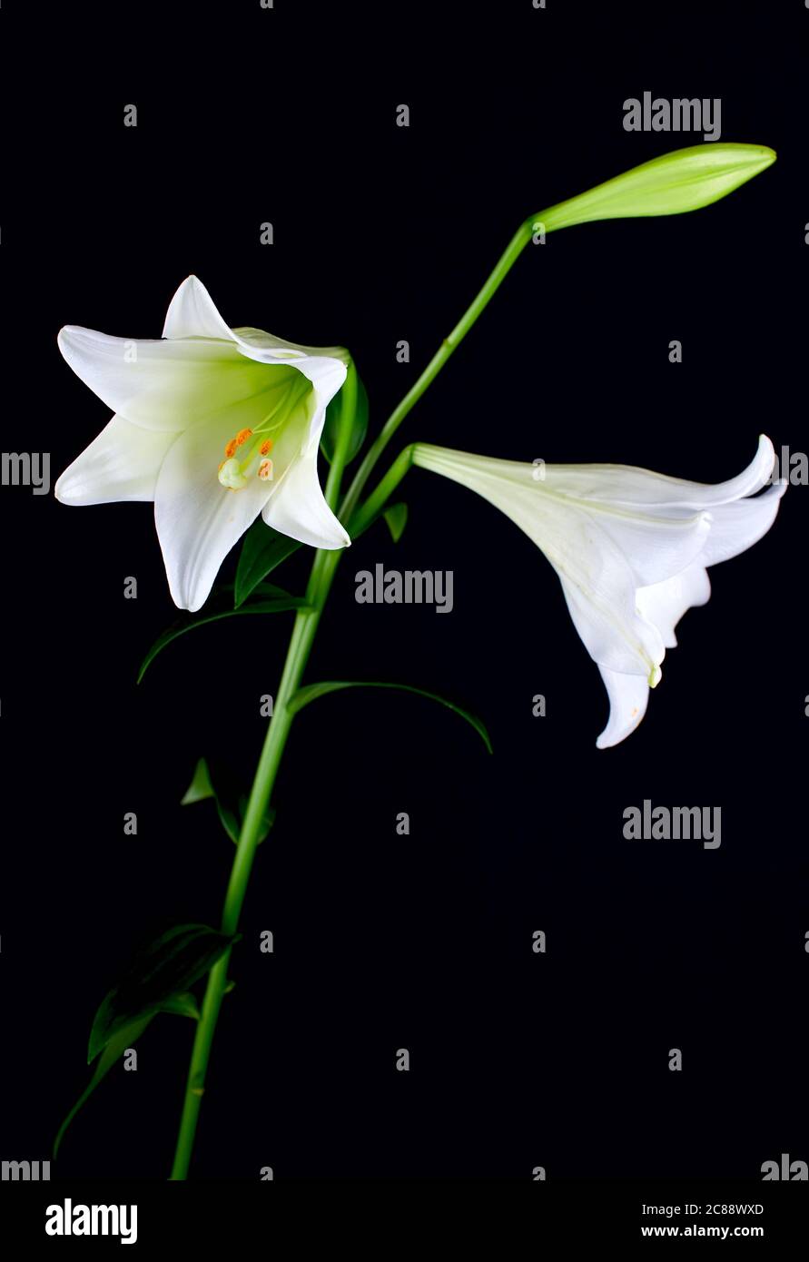 Lilly flower closeup Stock Photo - Alamy