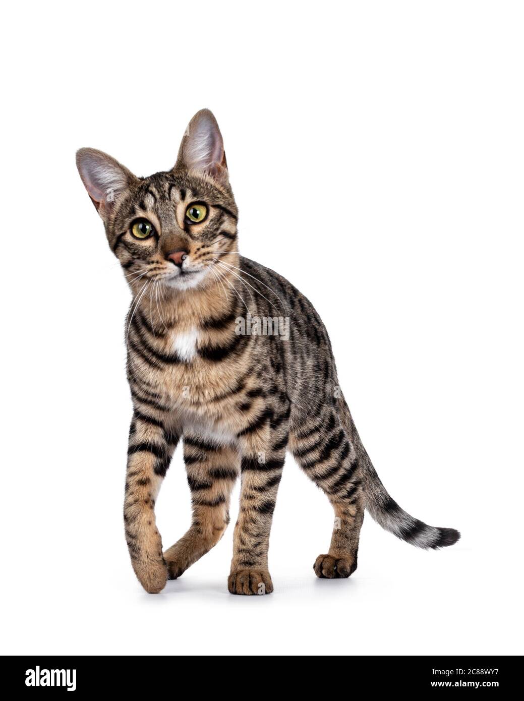 Cute young Savannah F7 cat, walking towards an looking at camera with ...